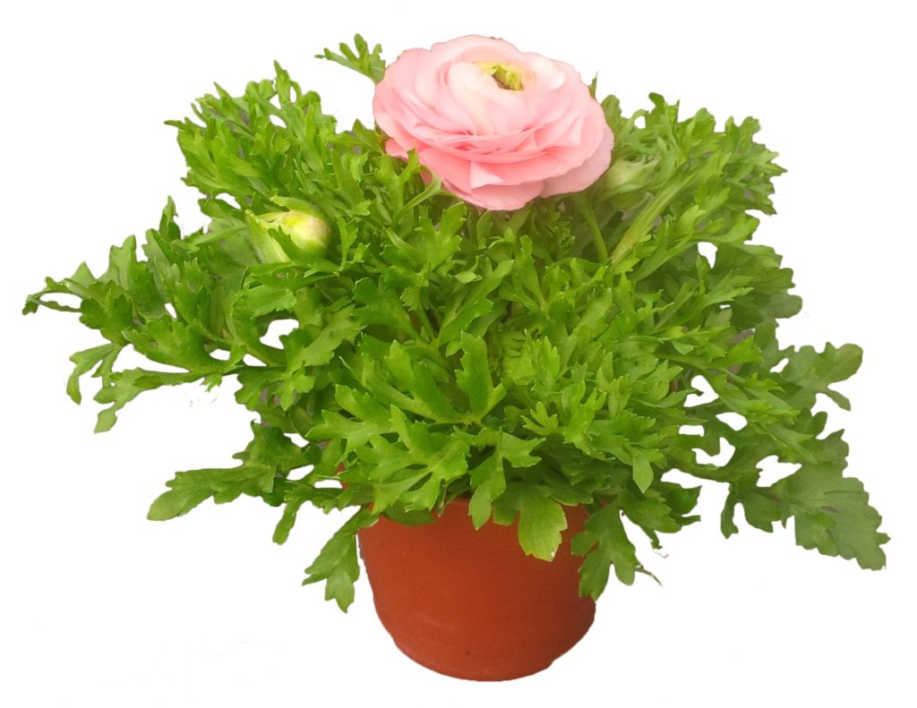 (Advanced) Potted colour - jongs Nursery